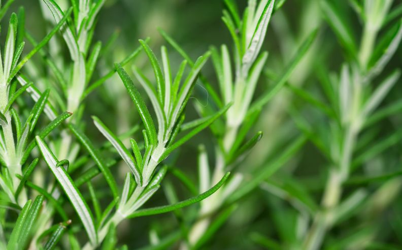 Le romarin : propriétés, bienfaits et usages - Matière Brute Lab